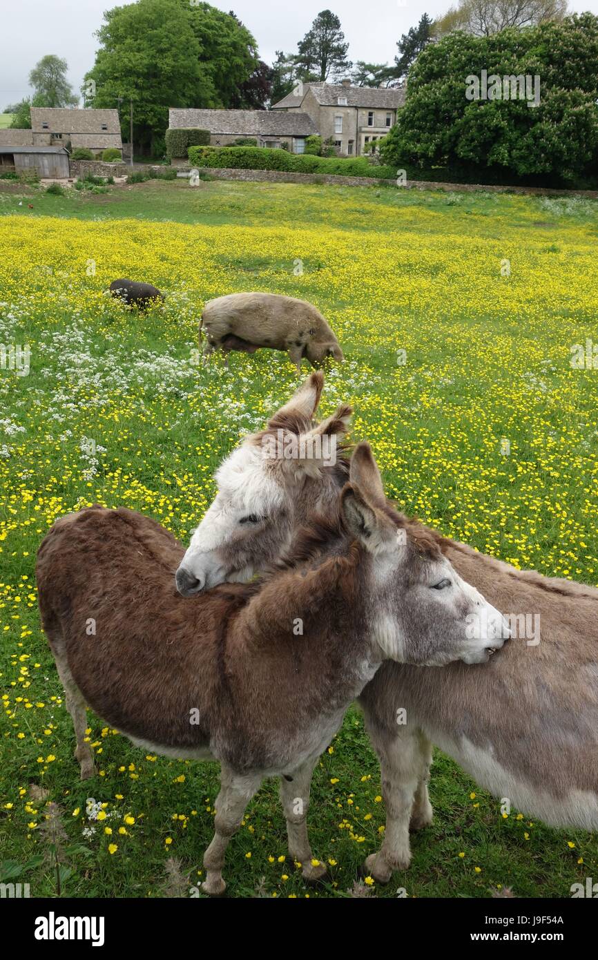 Two Donkeys and a pig in a meadow in Gloucestershire UK Stock Photo - Alamy