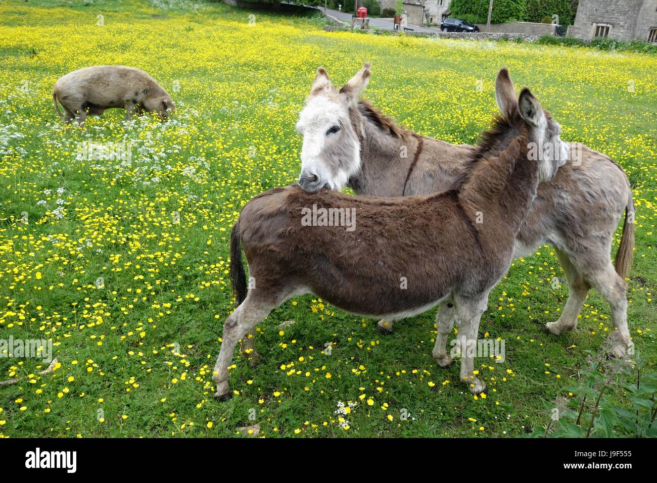 Two Donkeys and a pig in a meadow in Gloucestershire UK Stock Photo - Alamy
