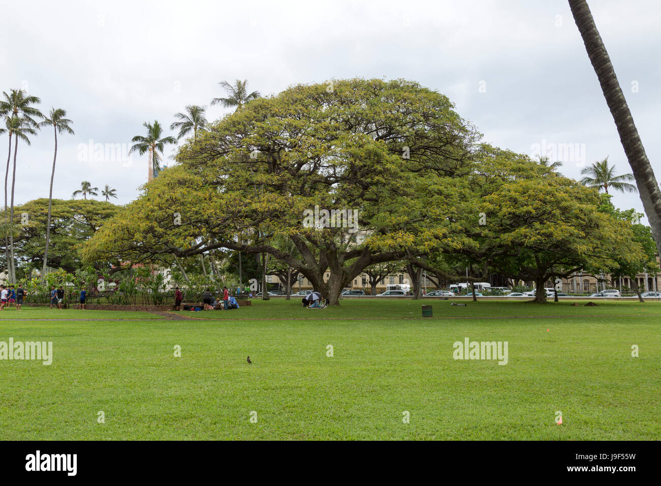 Monkey pod tree hi-res stock photography and images - Alamy