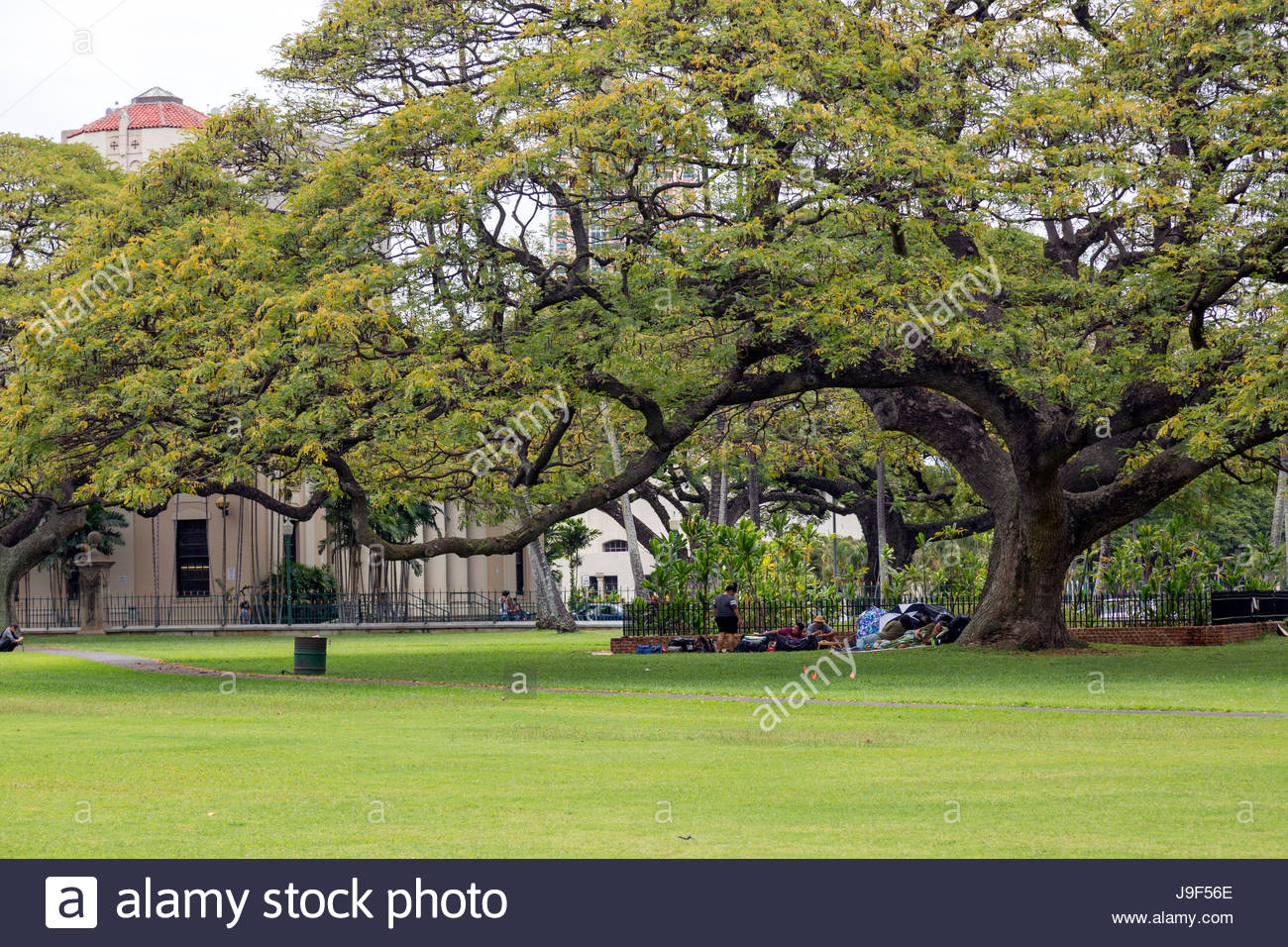 Monkey Pod Tree Stock Photos & Monkey Pod Tree Stock Images - Alamy