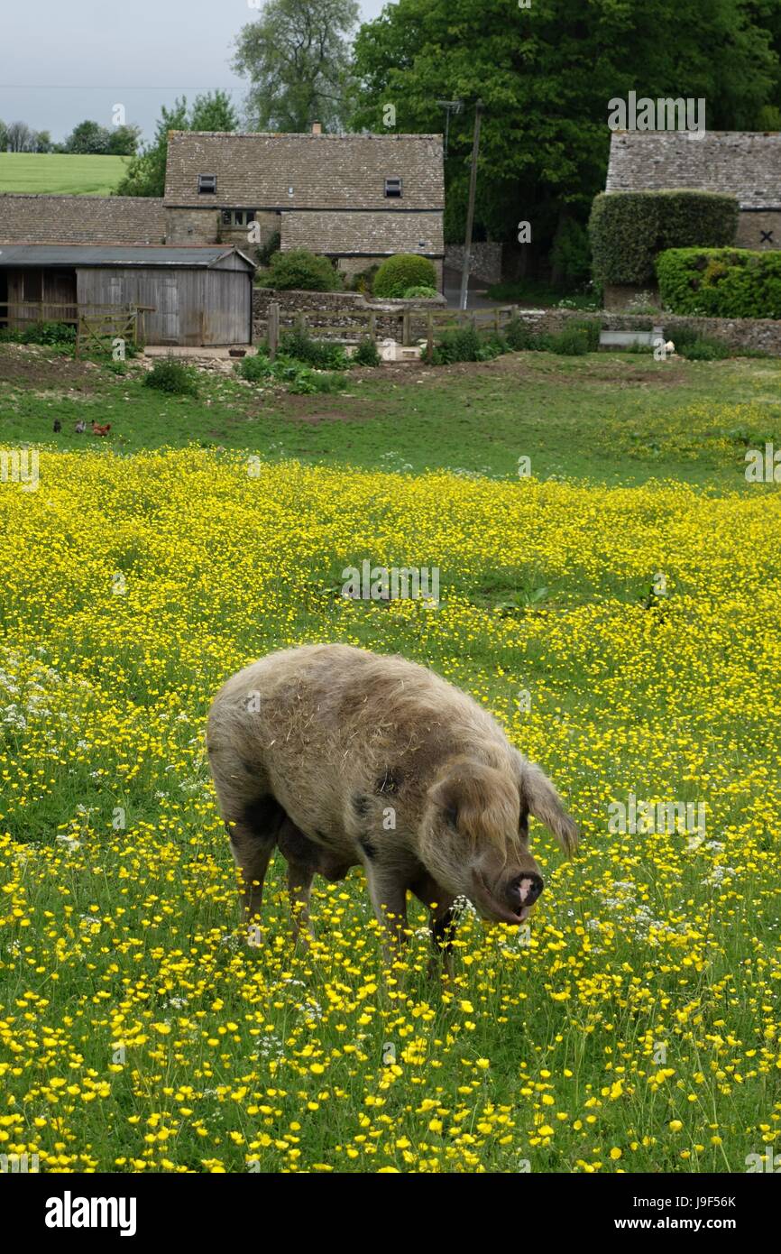 Pig in a meadow hi-res stock photography and images - Alamy