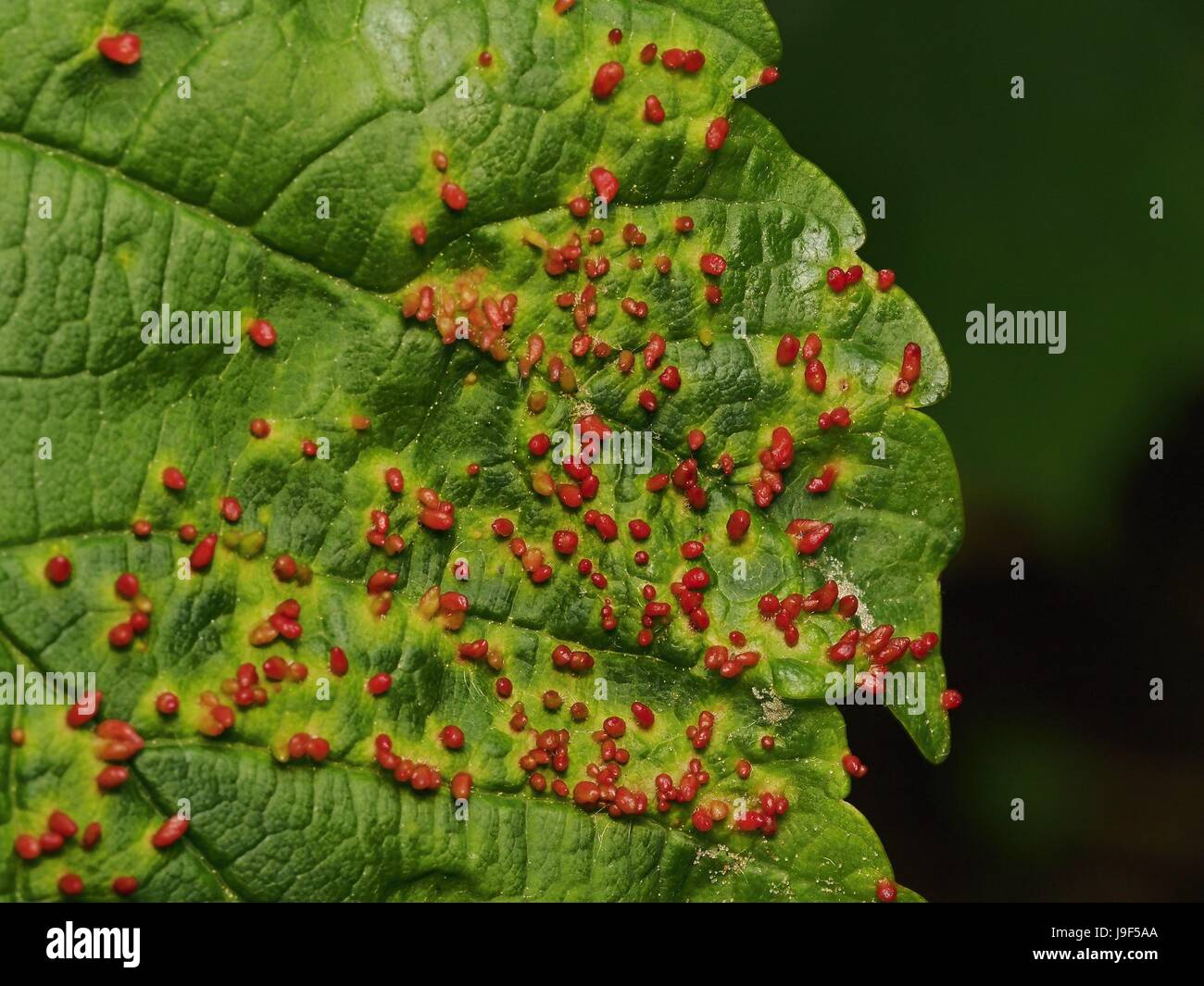 Maple Bladder Galls Stock Photo - Alamy