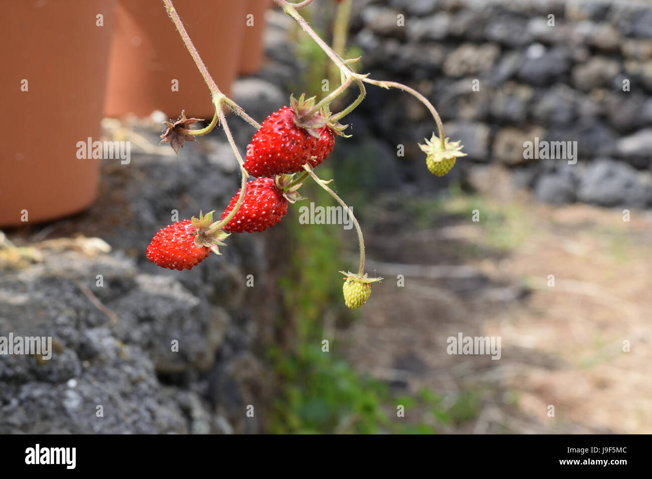 Ripe strawberries plant hi-res stock photography and images - Alamy