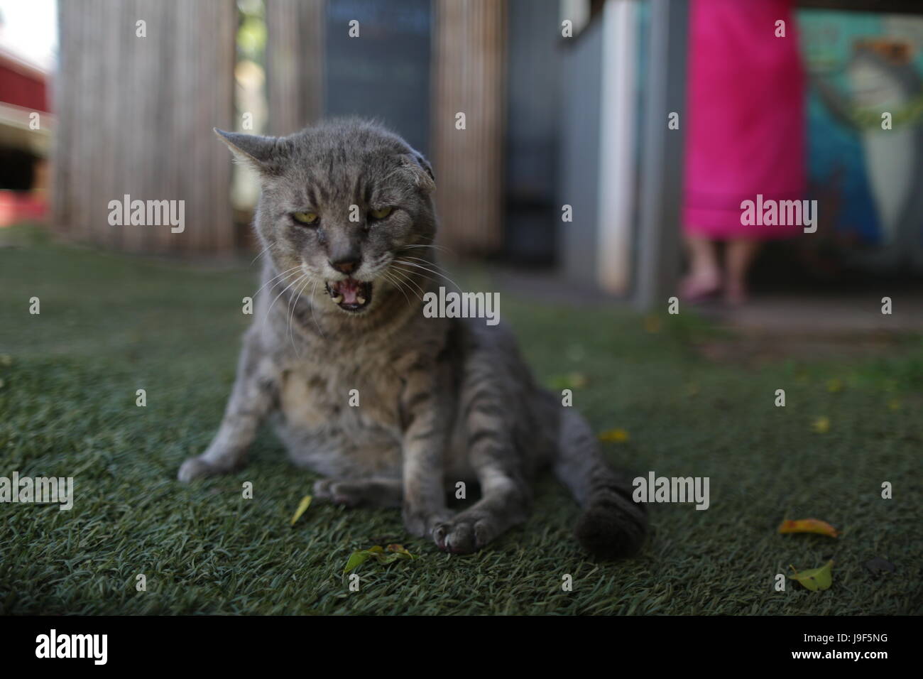 Angry Looking Cat Stock Photo - Alamy