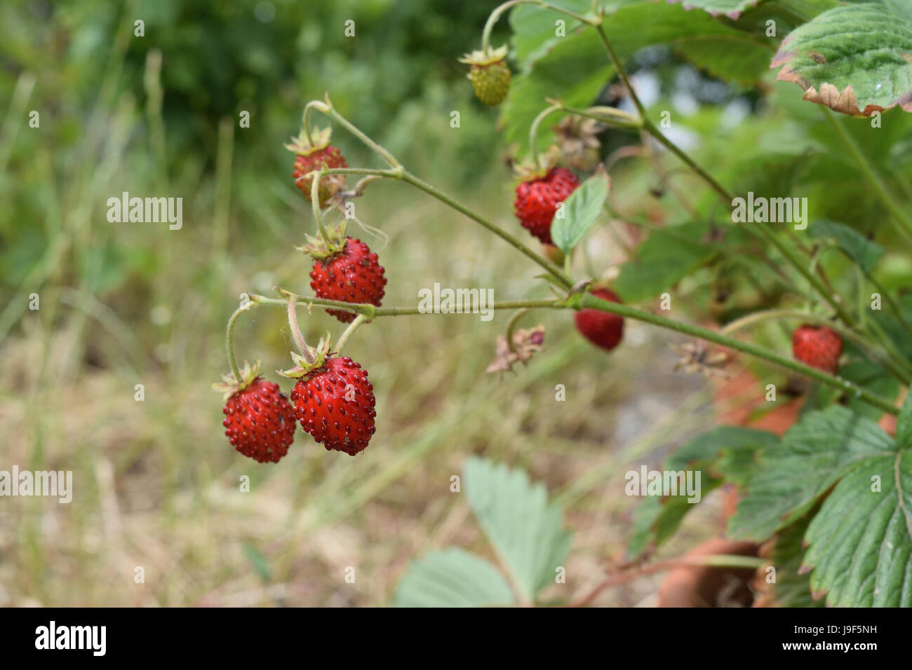 Strawberries not yet ripe on the plant Stock Photo - Alamy