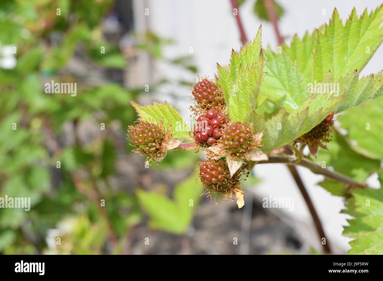 Closeup blackberries on bramble plant hi-res stock photography and ...