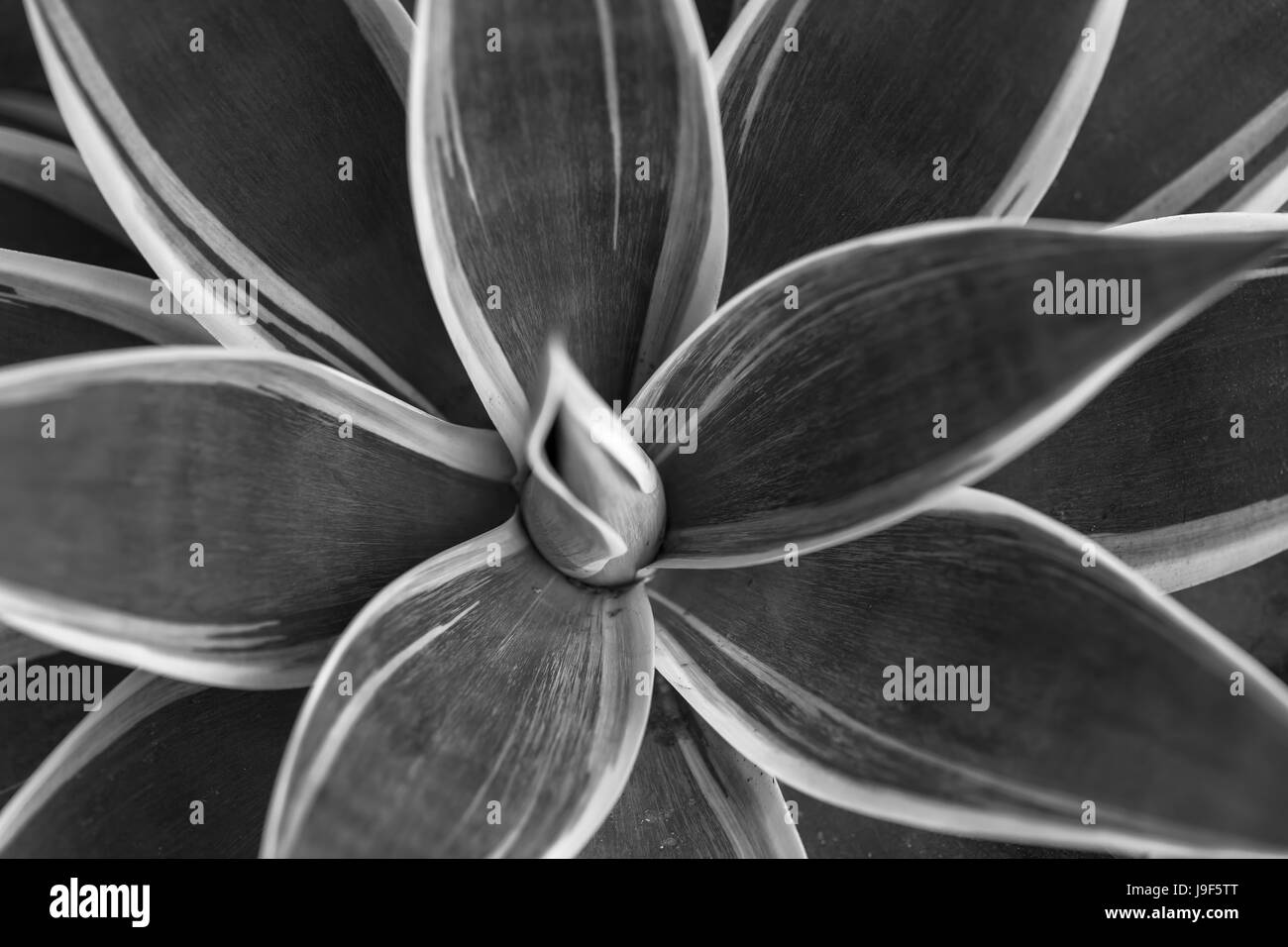 Close up at an agave plant in black and white Stock Photo - Alamy