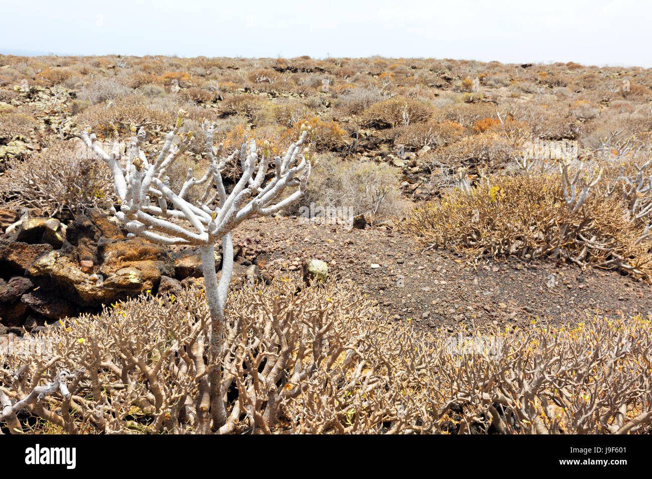 Lanzarote plants hi-res stock photography and images - Alamy