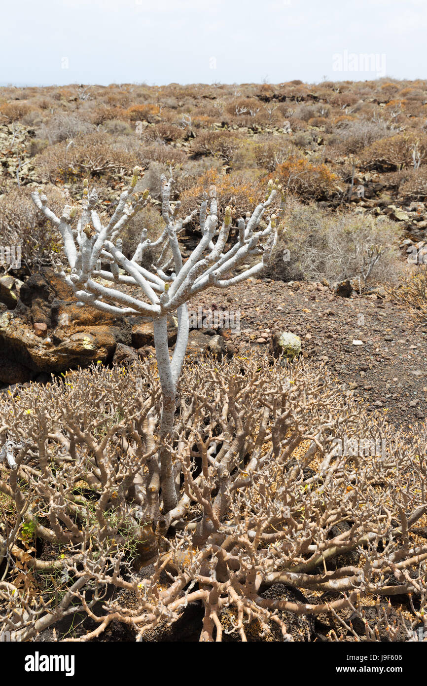 Lanzarote Canary islands landscape, succulent vegetation growing in ...