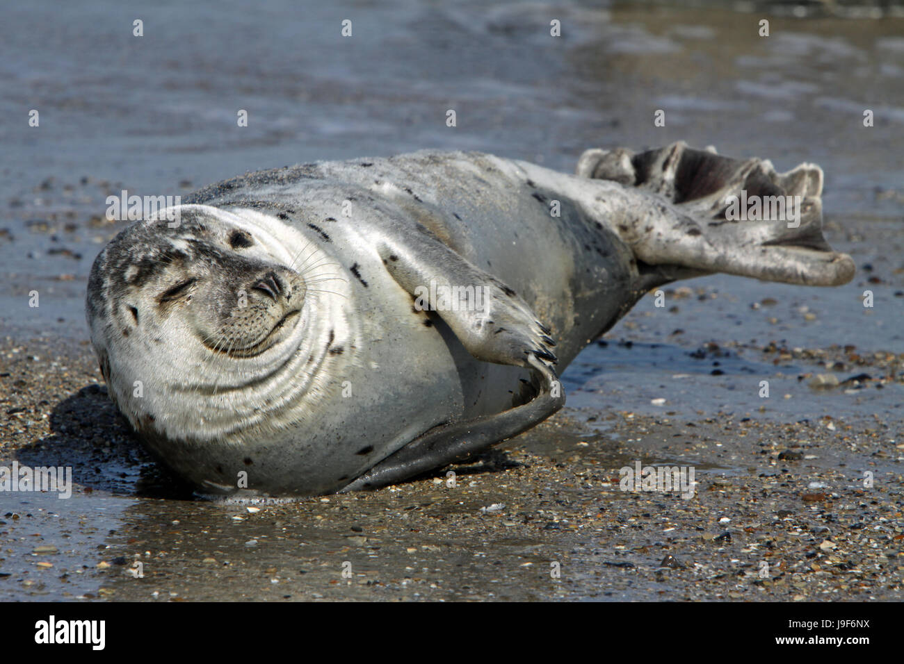 mammal, animals, seal, crawl, animal, mammal, animals, water, north sea ...