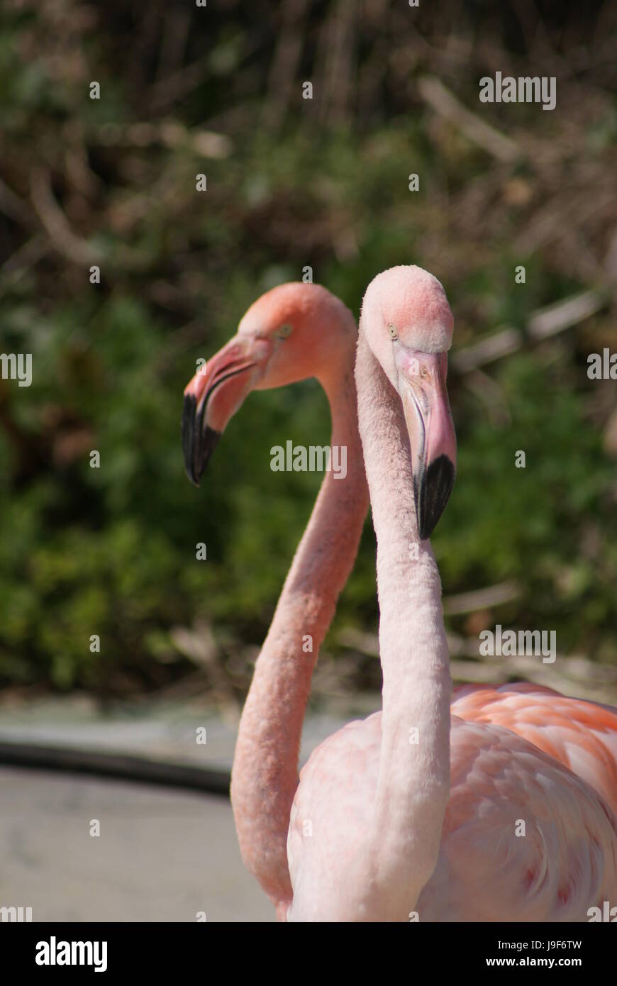 bird, chile, tropical, chilean, pink, flamingo, big, large, enormous ...
