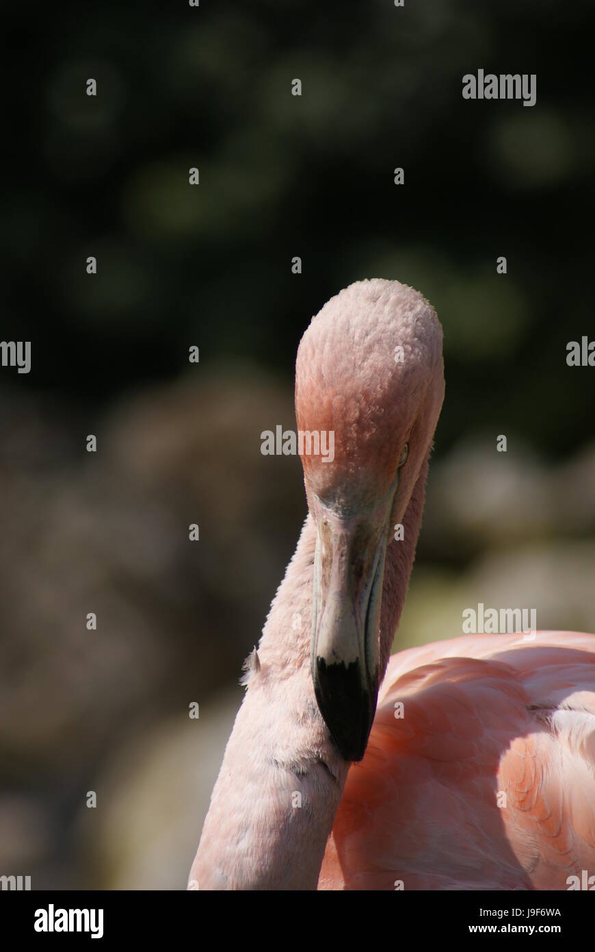 bird, chile, tropical, chilean, pink, flamingo, big, large, enormous ...