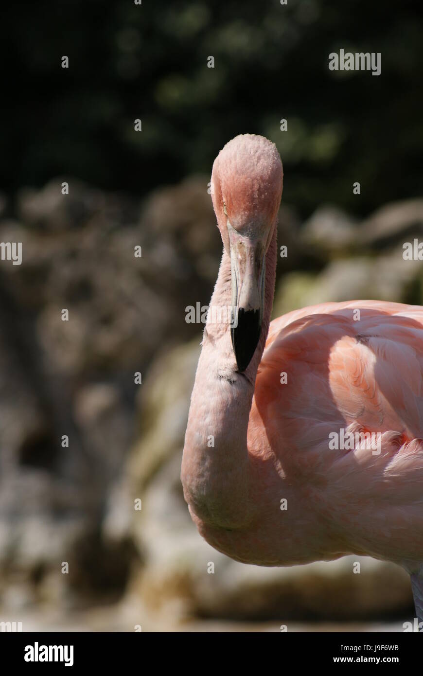 bird, chile, tropical, chilean, pink, flamingo, big, large, enormous ...