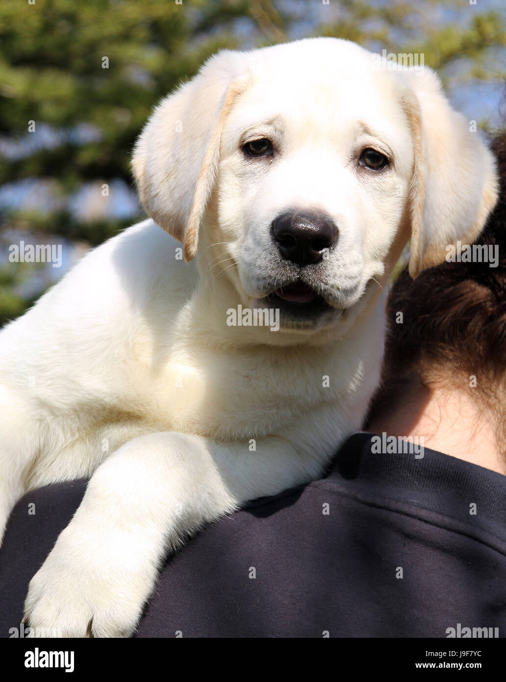 little cute yellow labrador puppy a shoulder of a man Stock Photo - Alamy