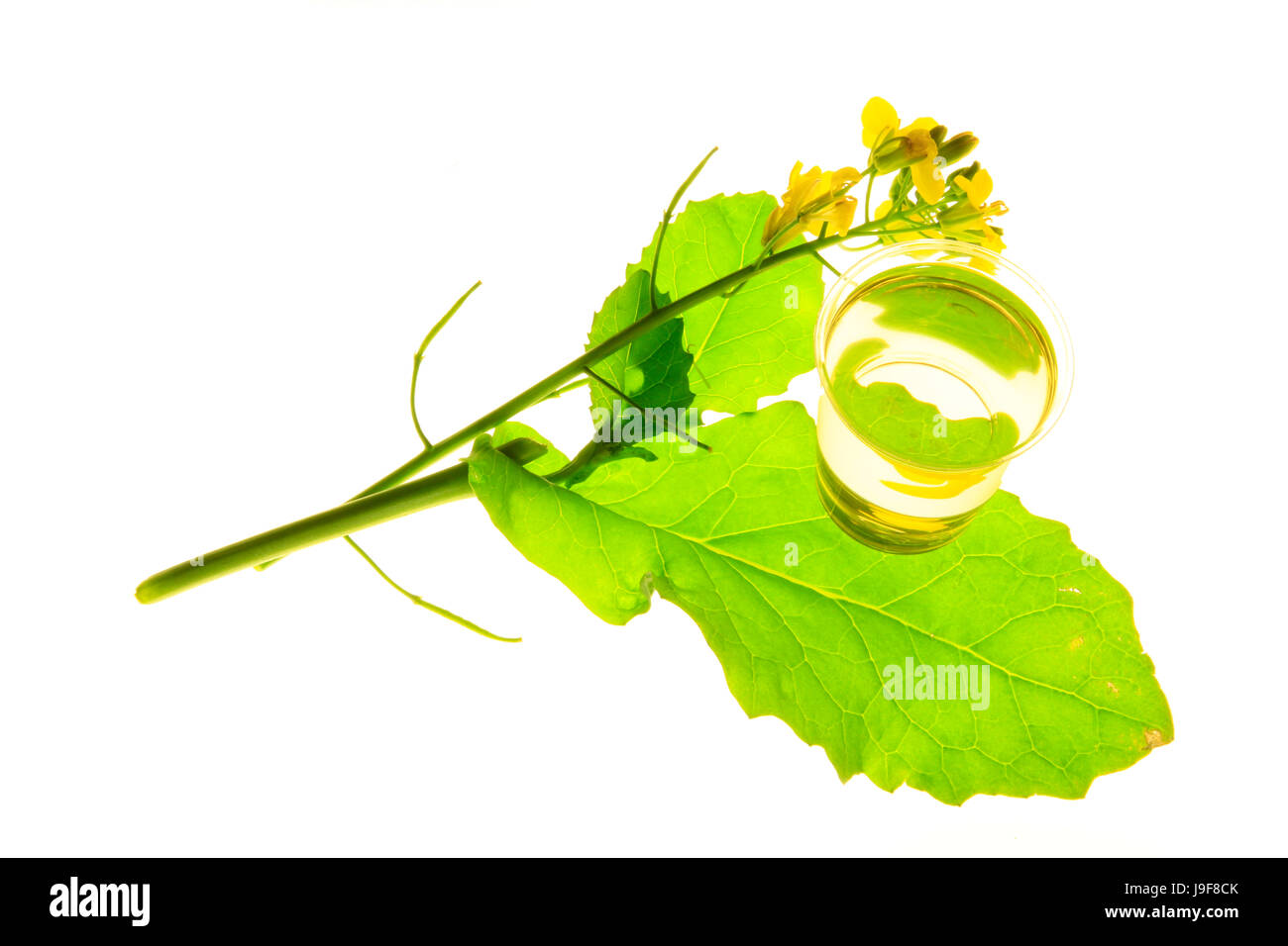 rapeseed and rapeseed oil Stock Photo - Alamy
