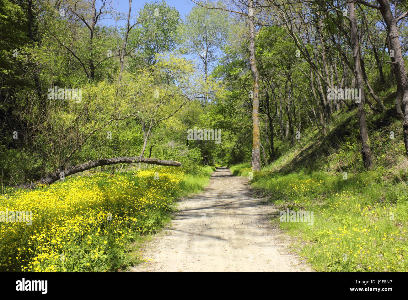 beautiful, beauteously, nice, environment, enviroment, colour, tree ...