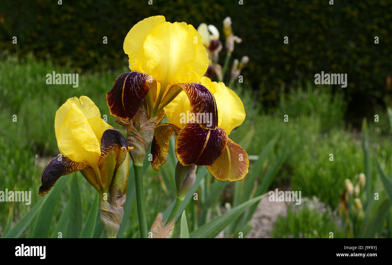 Yellow markings on head hi-res stock photography and images - Alamy