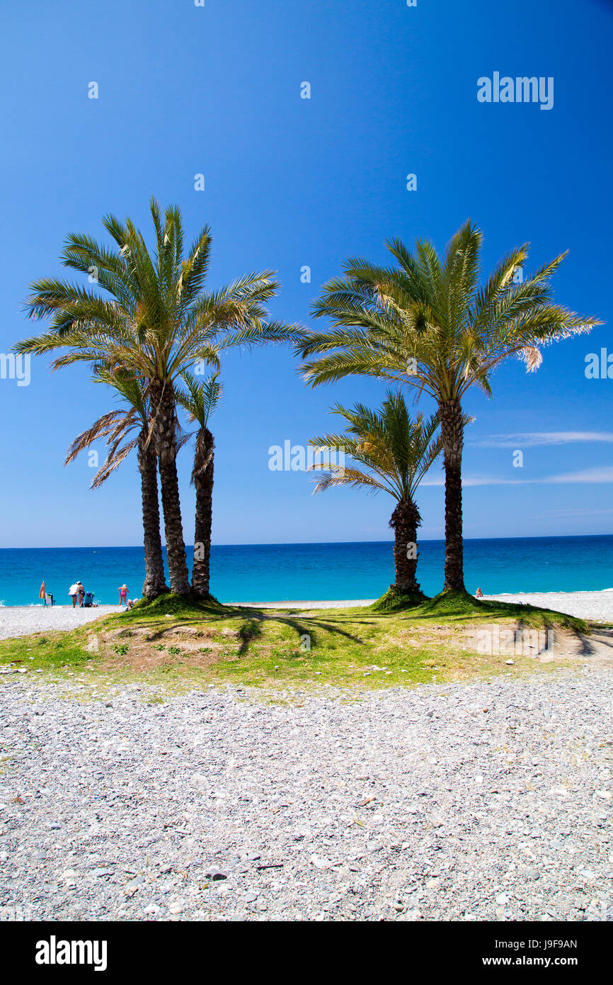 Sloping Palm High Resolution Stock Photography and Images - Alamy