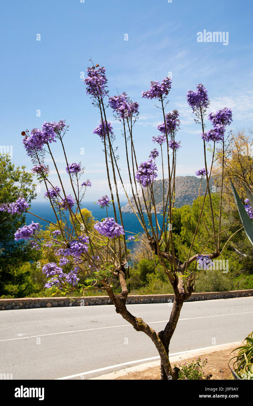 A jacaranda tree in La Herradura, Andalusia, Spain Stock Photo - Alamy