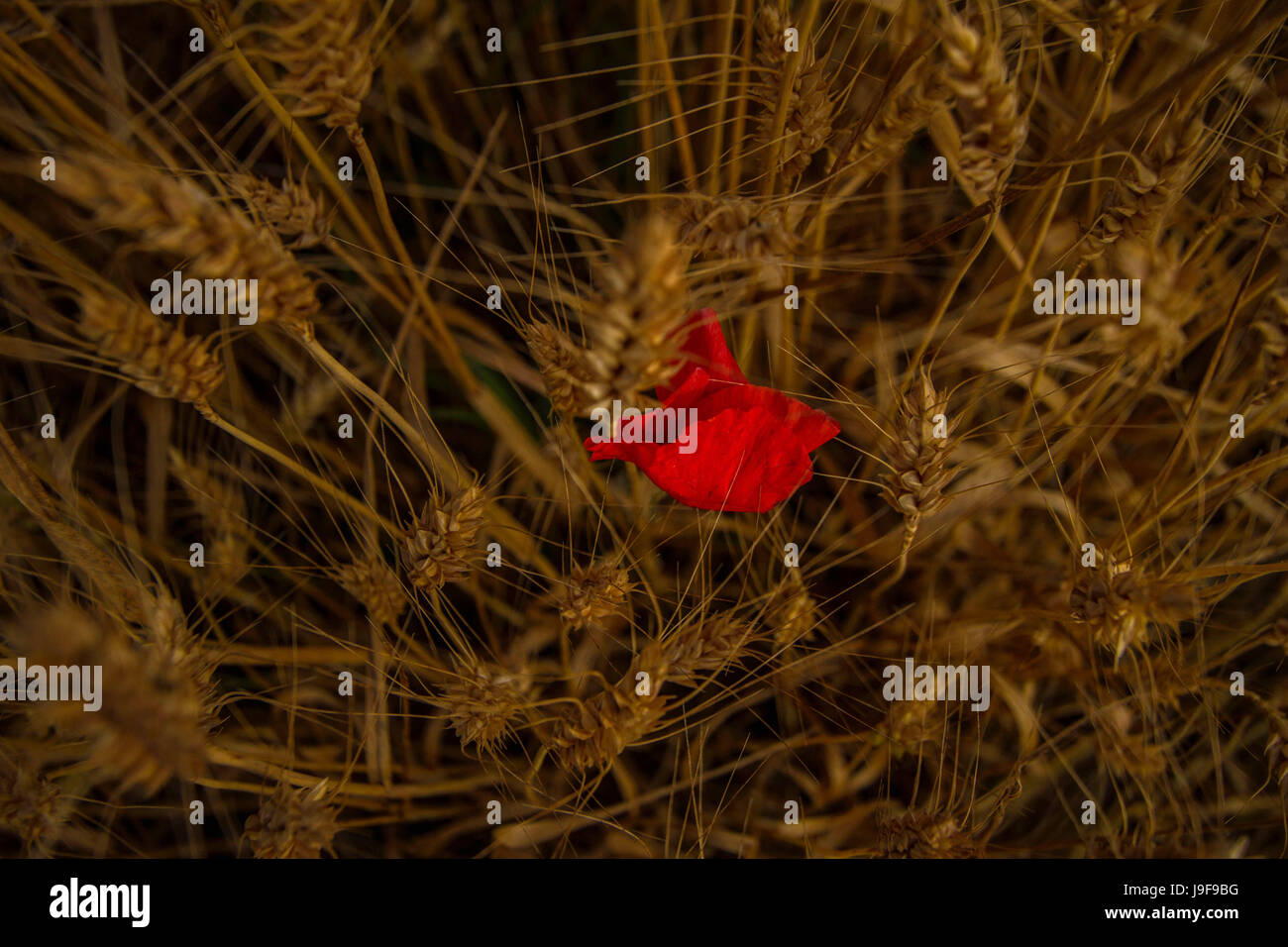 Rossi colours hi-res stock photography and images - Alamy