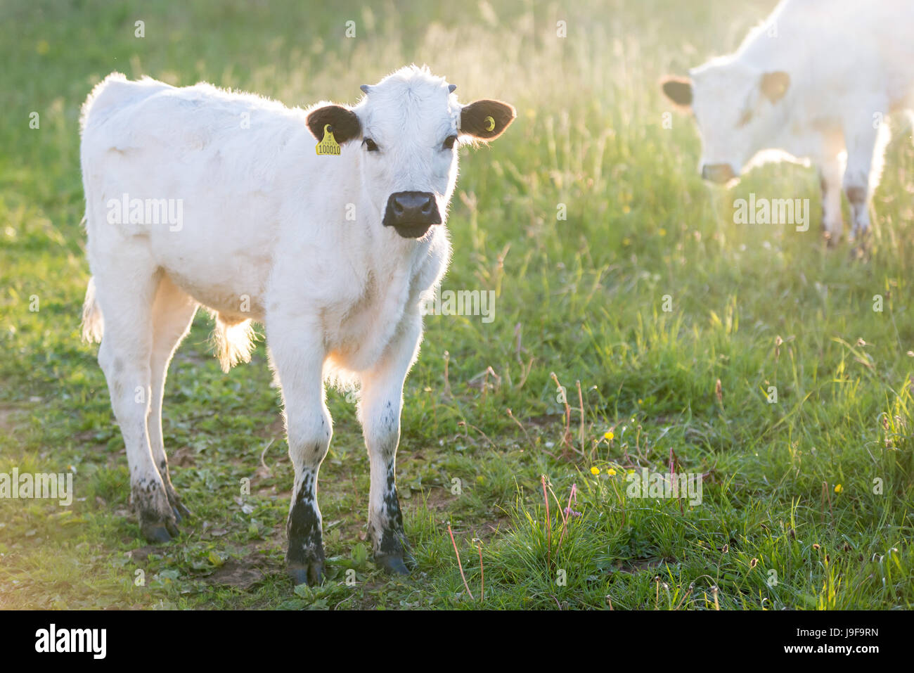 Calf in the afternoon sun Stock Photo - Alamy