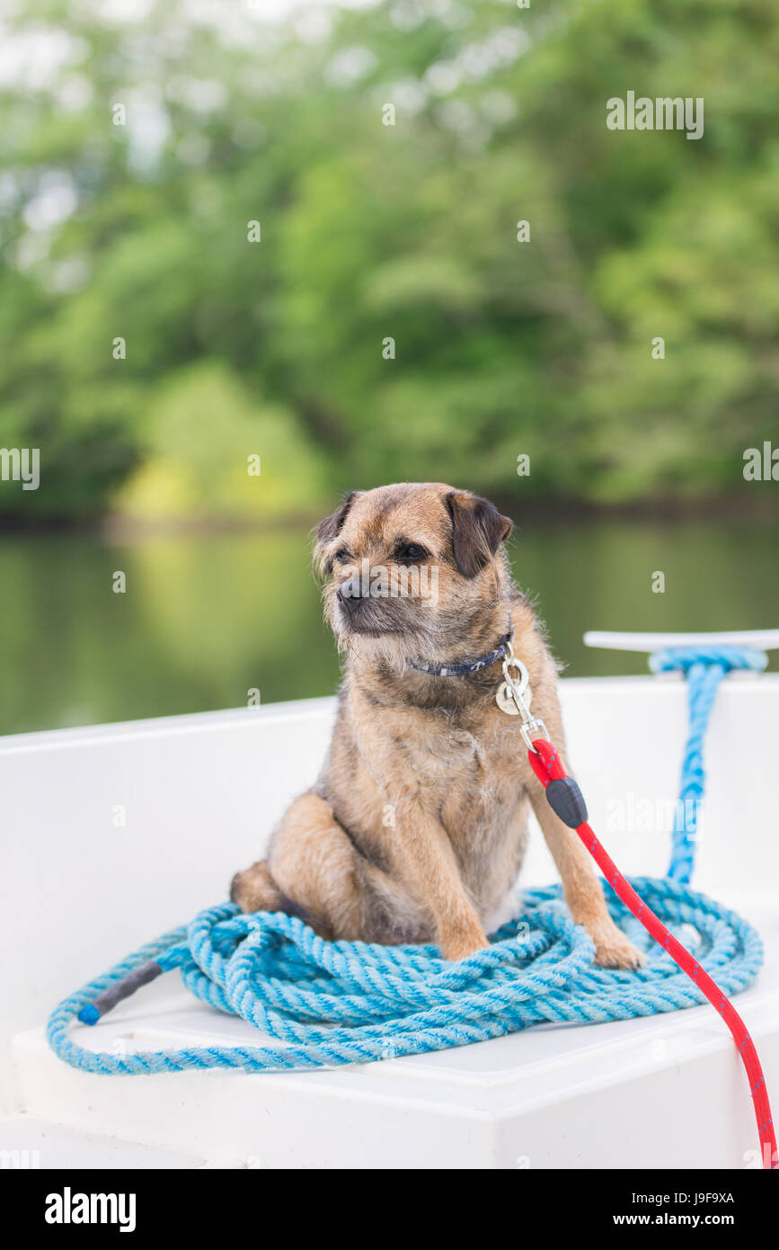 Border Terrier on a canal boat with rope Stock Photo - Alamy