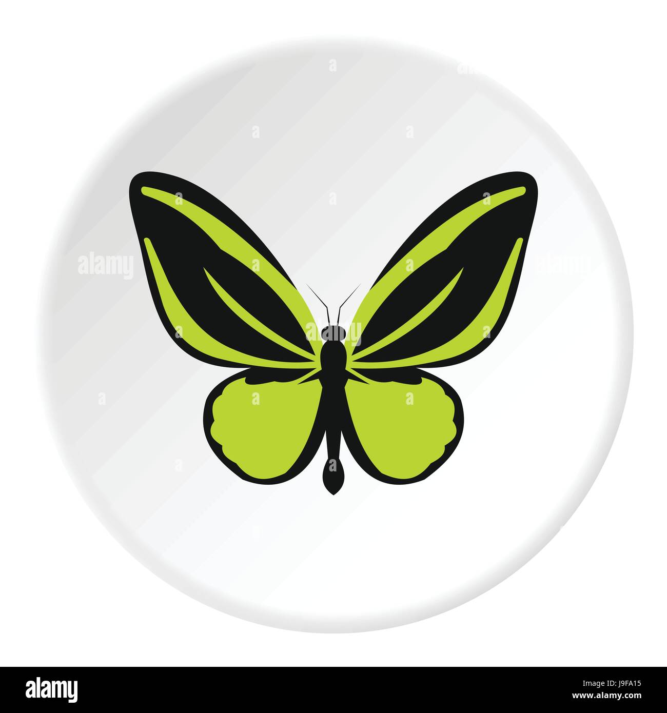 Green butterfly icon, flat style Stock Vector Image & Art - Alamy
