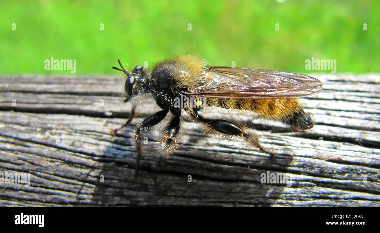 yellow murder fly Stock Photo - Alamy