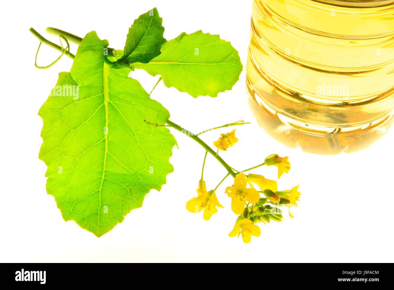 rapeseed and rapeseed oil Stock Photo - Alamy