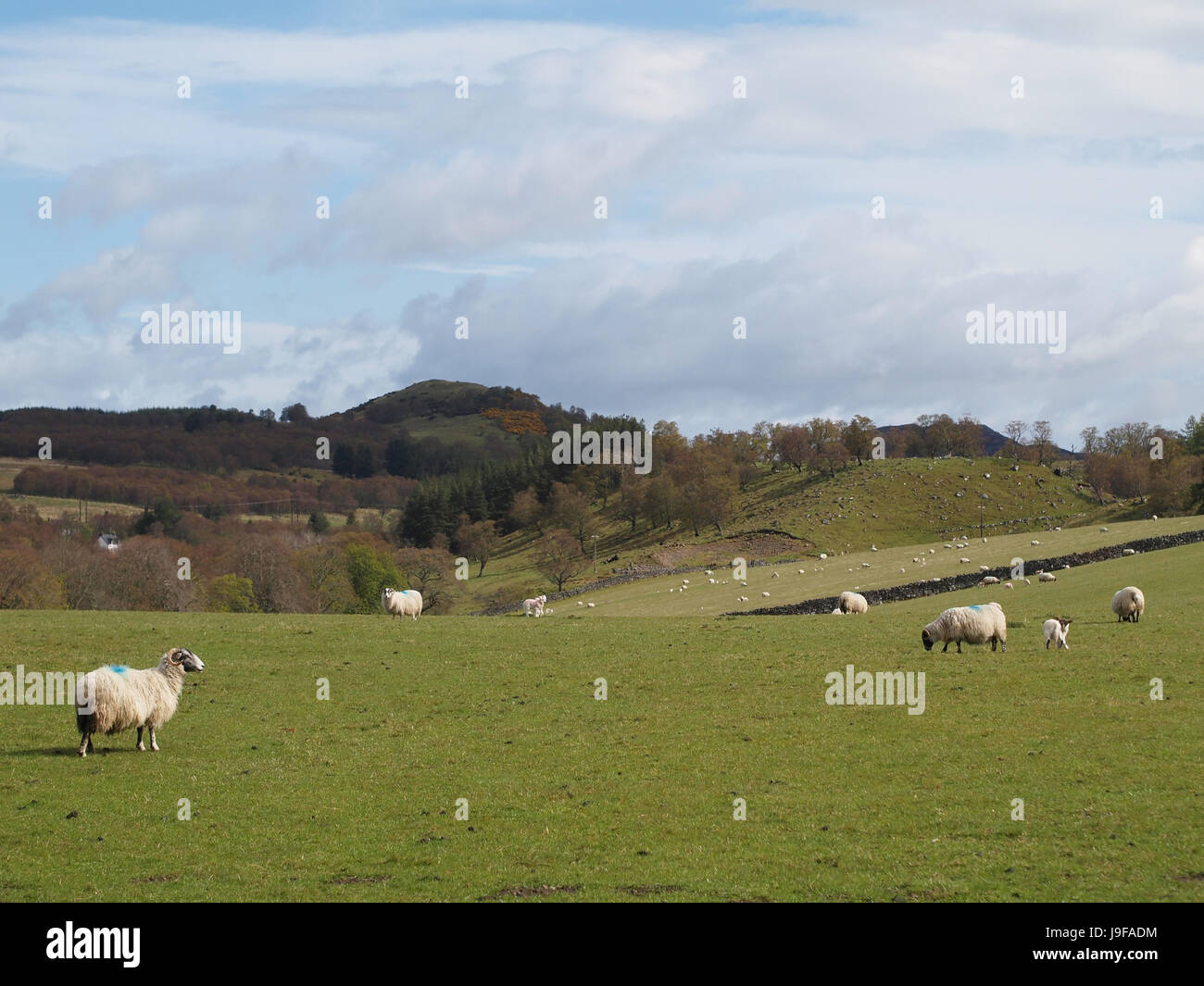 animal, sheep, scotland, pasture, landscape, scenery, countryside ...