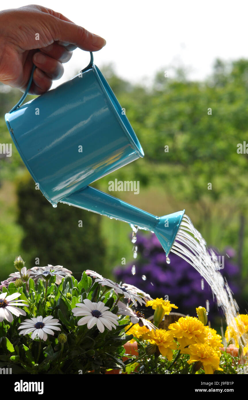 garden, plant, bloom, blossom, flourish, flourishing, flower, flowers ...