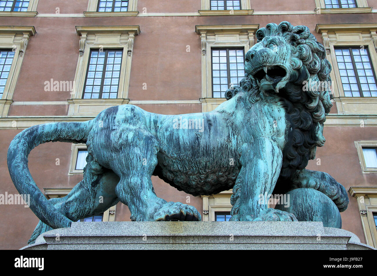 lion, cat, big cat, feline predator, sweden, stockholm, stockhom ...