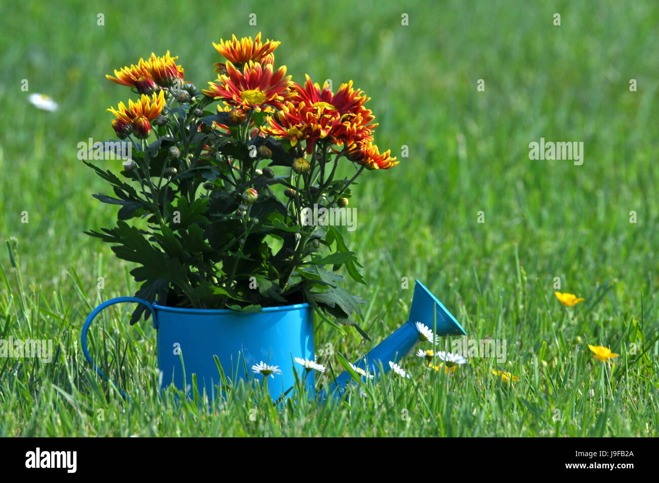 garden, plant, green, bloom, blossom, flourish, flourishing, flower ...