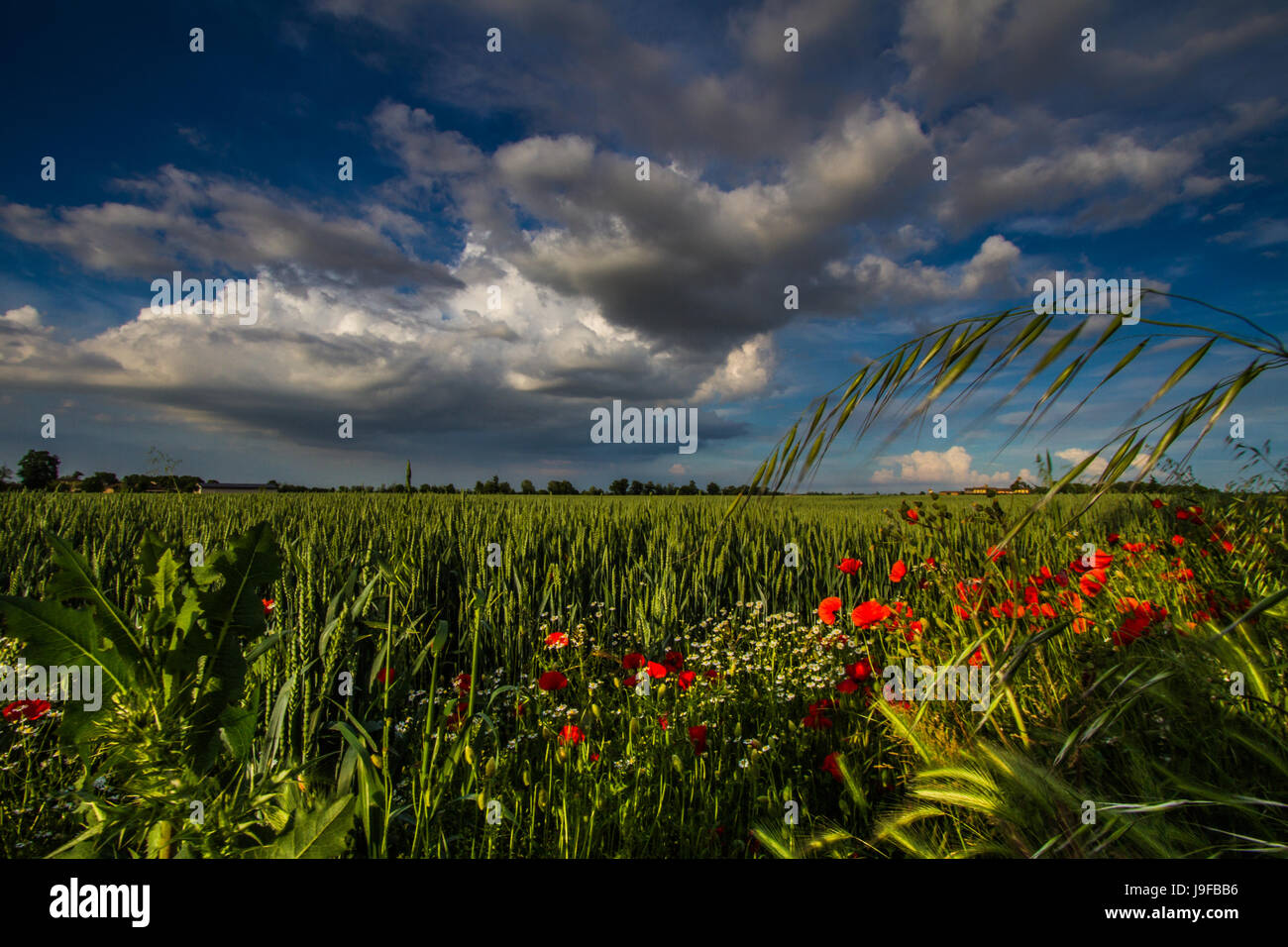 Rossi colours hi-res stock photography and images - Alamy