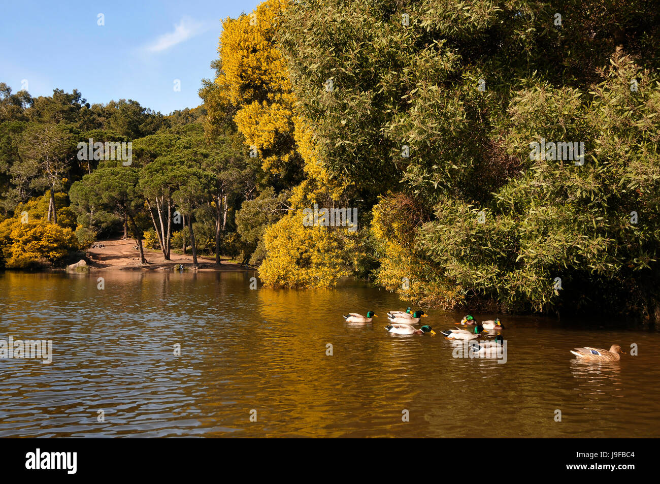 blue, environment, enviroment, tree, trees, bird, field, summer ...