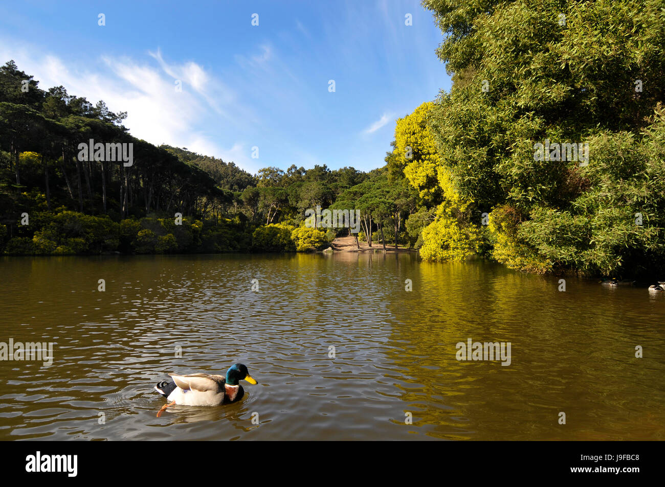 blue, environment, enviroment, tree, trees, bird, field, summer ...