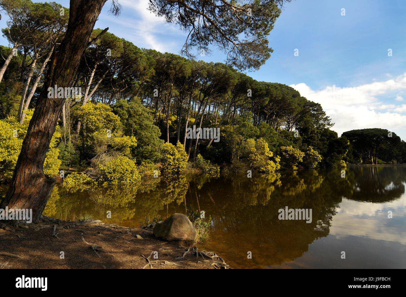 blue, environment, enviroment, tree, trees, bird, field, summer ...