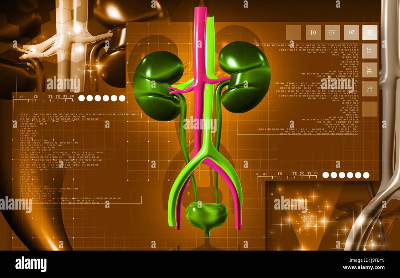 object, education, health, medicinally, medical, graphics, colour ...