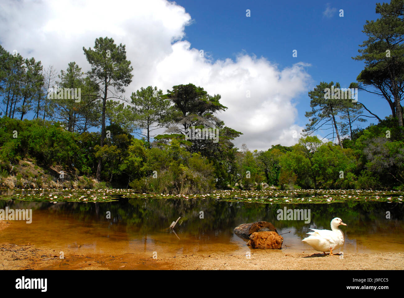 blue, environment, enviroment, tree, trees, bird, field, summer ...