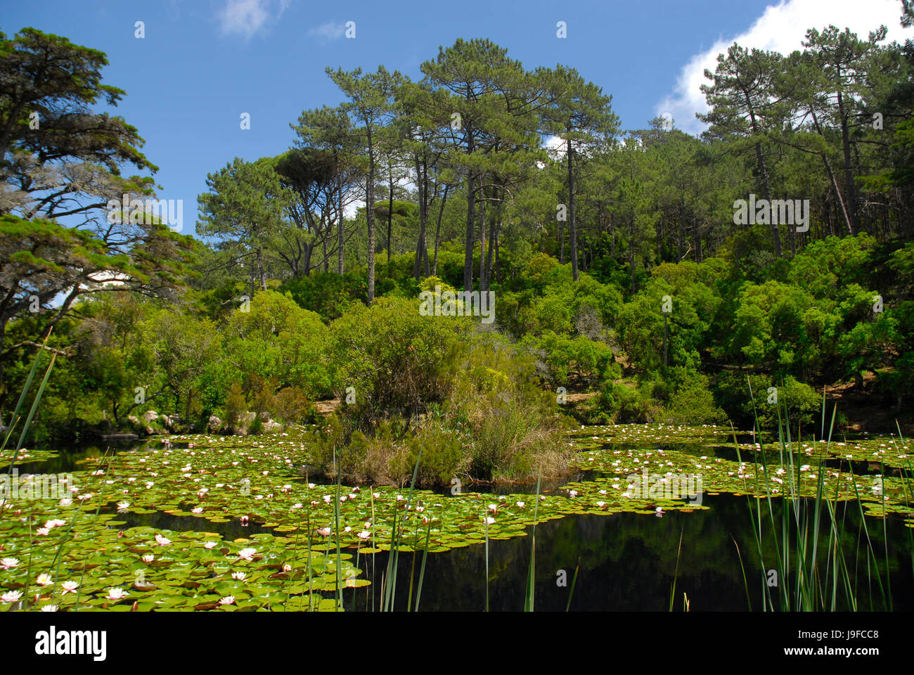 blue, environment, enviroment, tree, trees, bird, field, summer ...