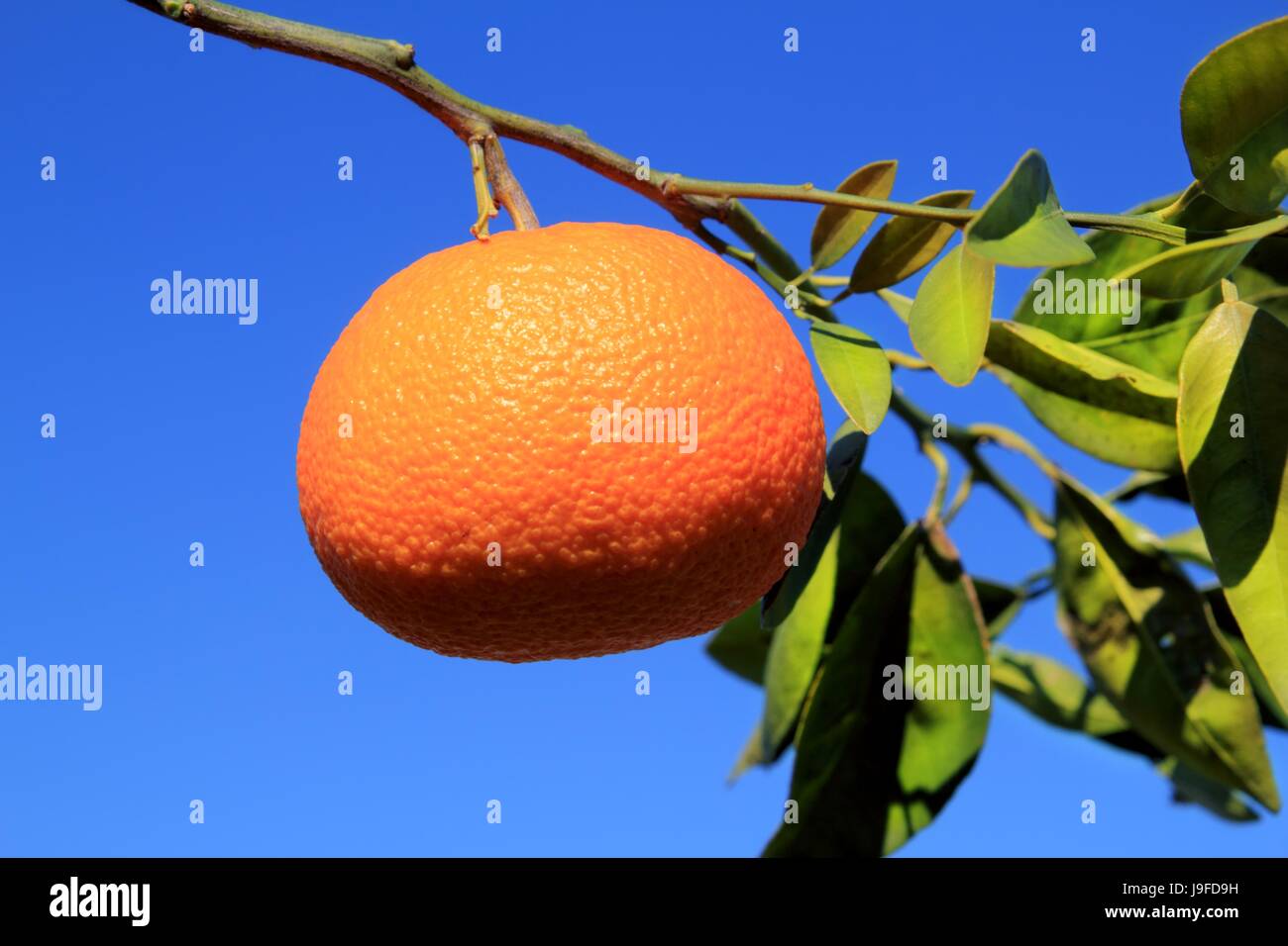 blue, orange, food, aliment, health, agricultural, sweet, culture ...
