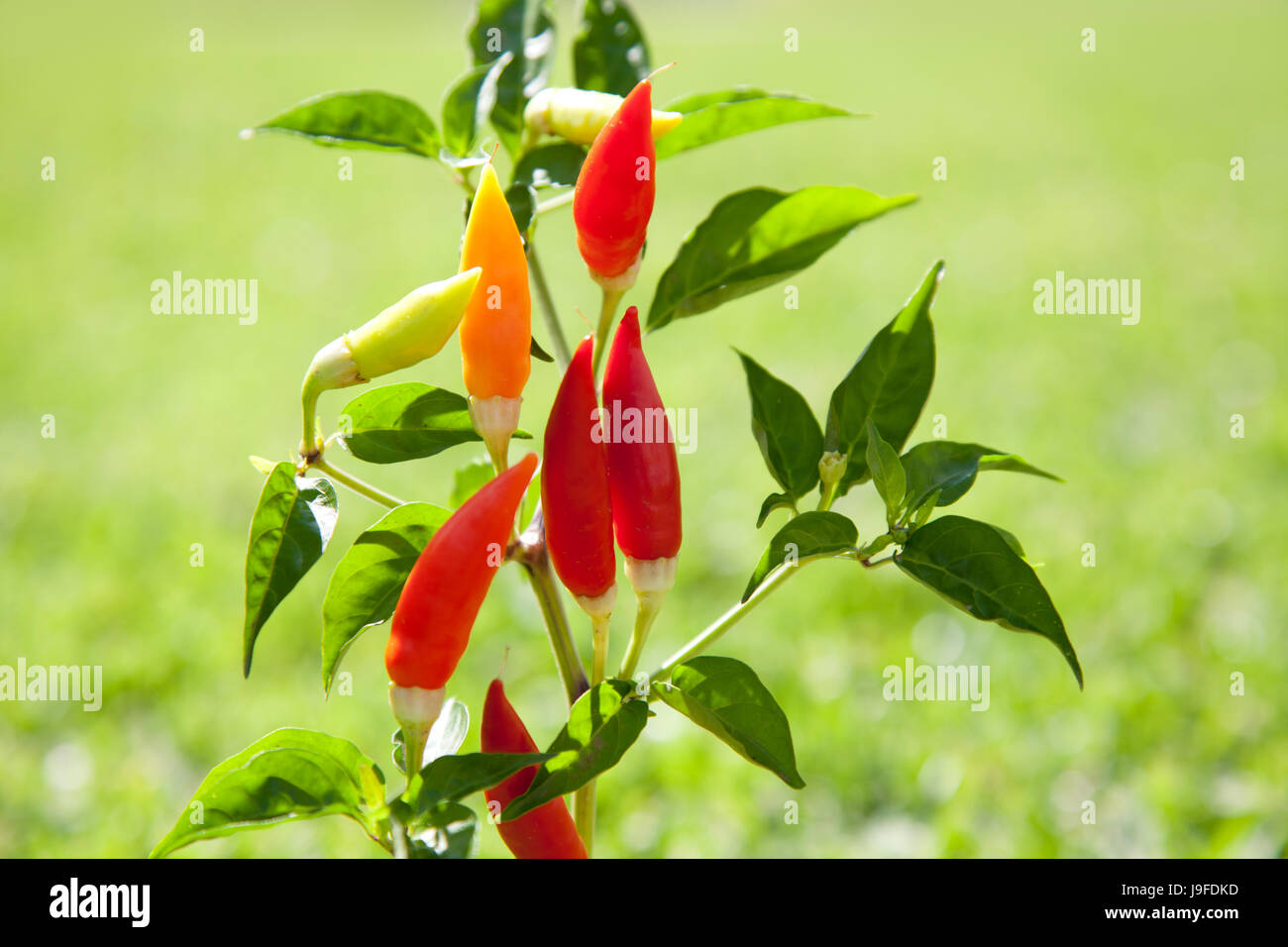 food, aliment, pepper, agricultural, spice, condiment, garden, american ...