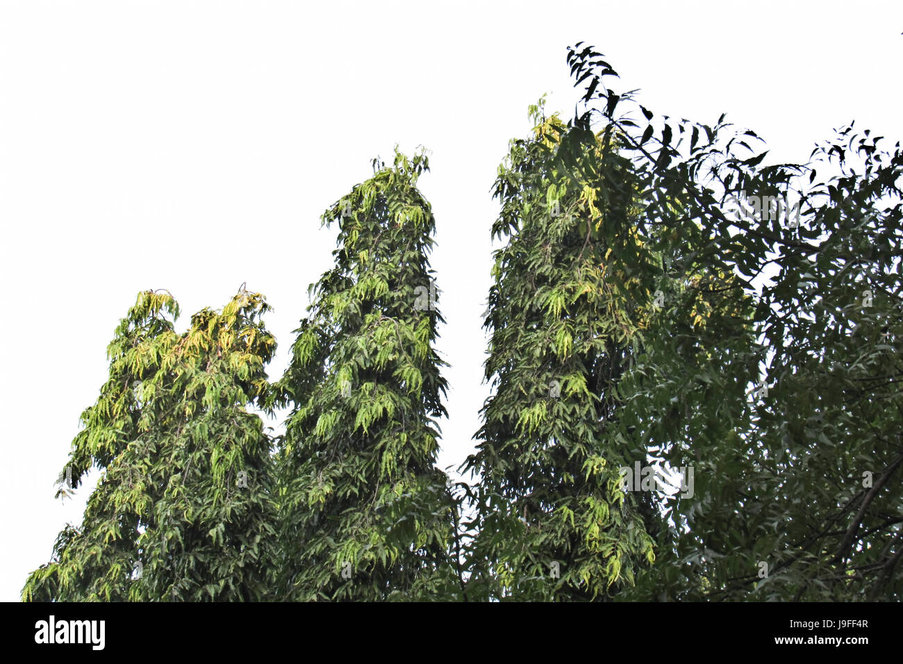 asopalav tree isolated on white Polyalthia longifolia Stock Photo - Alamy