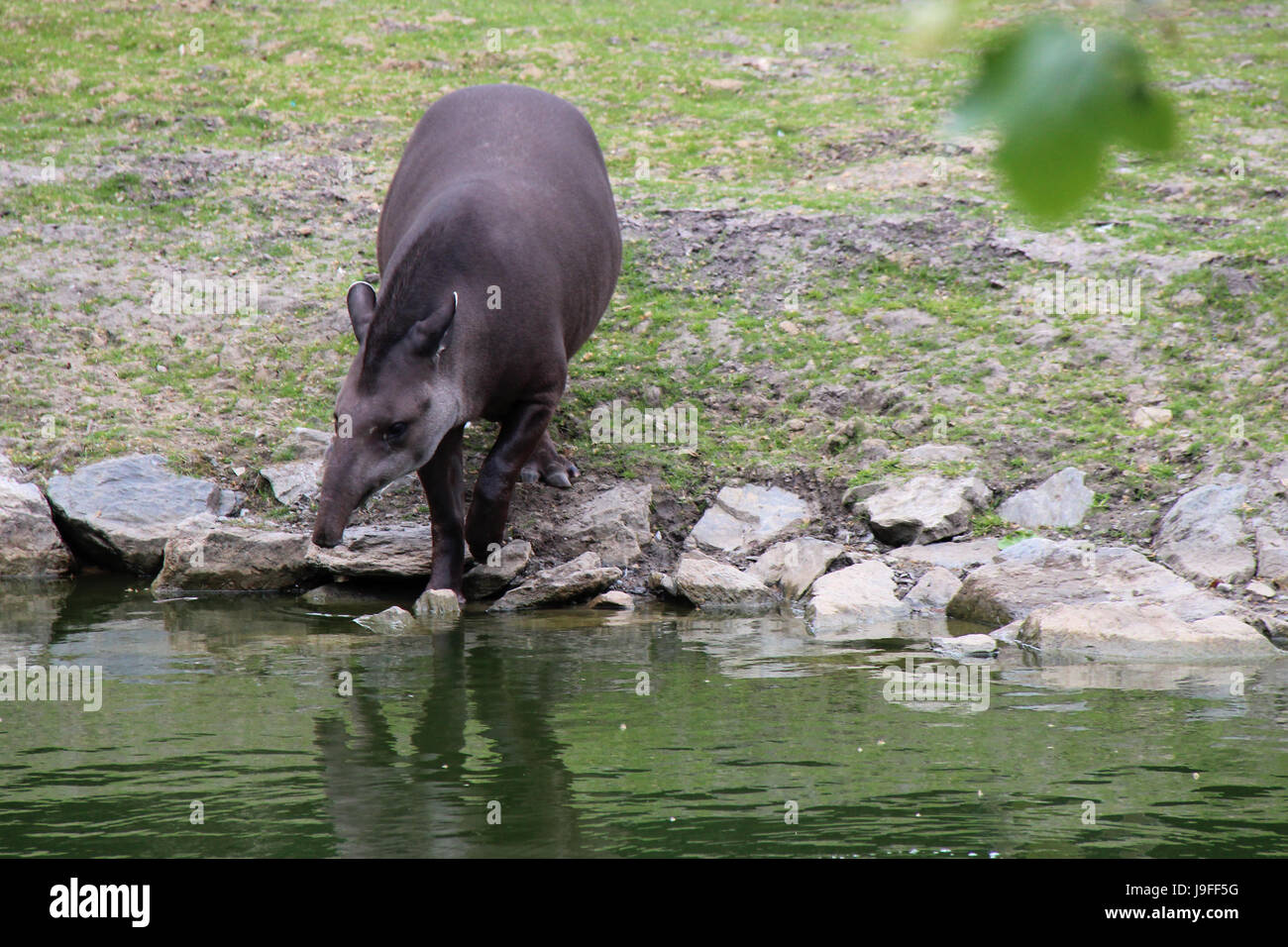 Tapir enclosure hi-res stock photography and images - Alamy