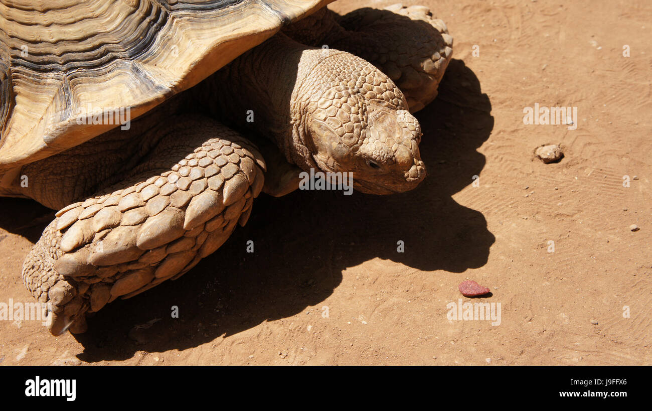 Sand and wildlife hi-res stock photography and images - Alamy