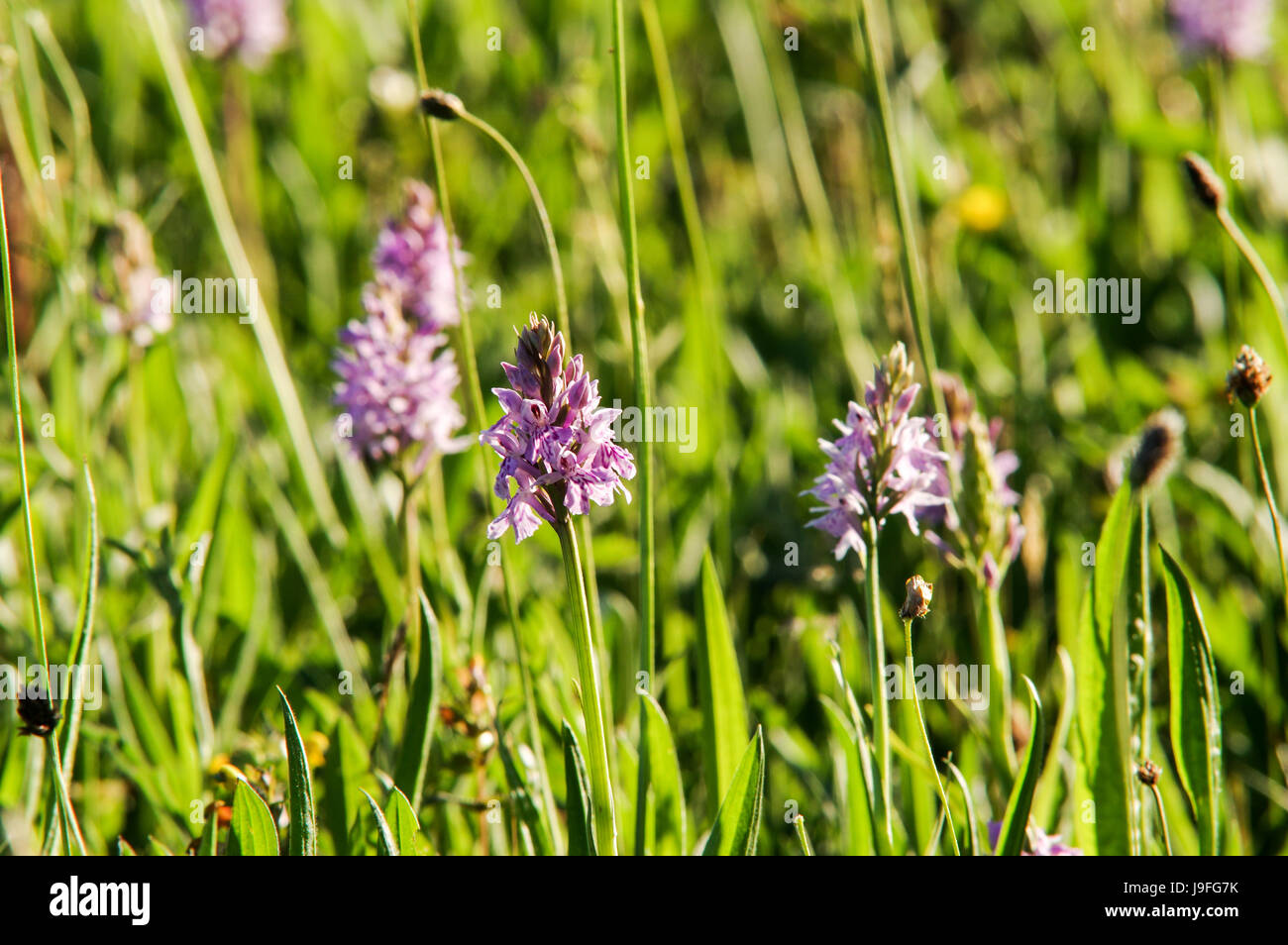 Meadow wild orchids uk hi-res stock photography and images - Alamy