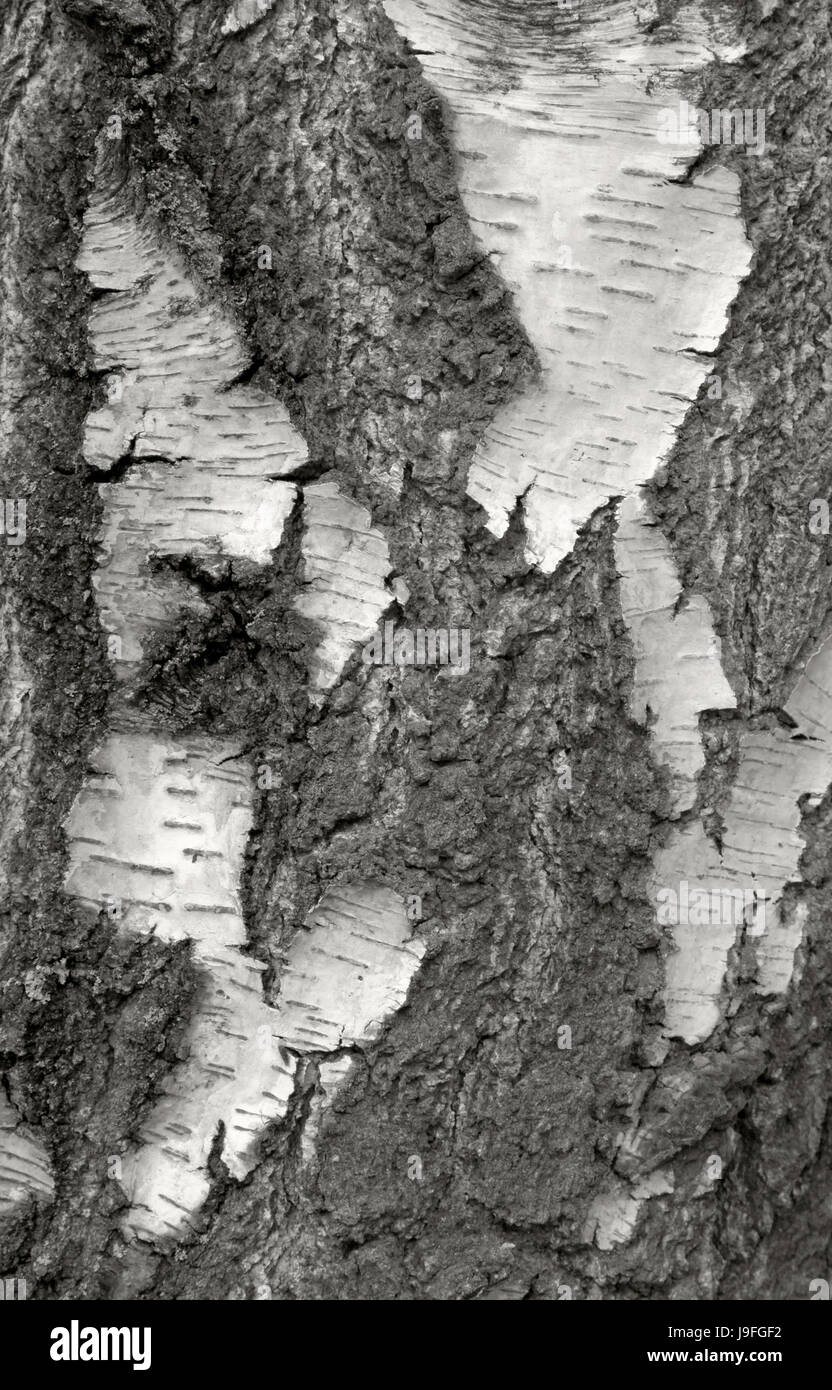 macro, close-up, macro admission, close up view, bark, abstract, birch ...