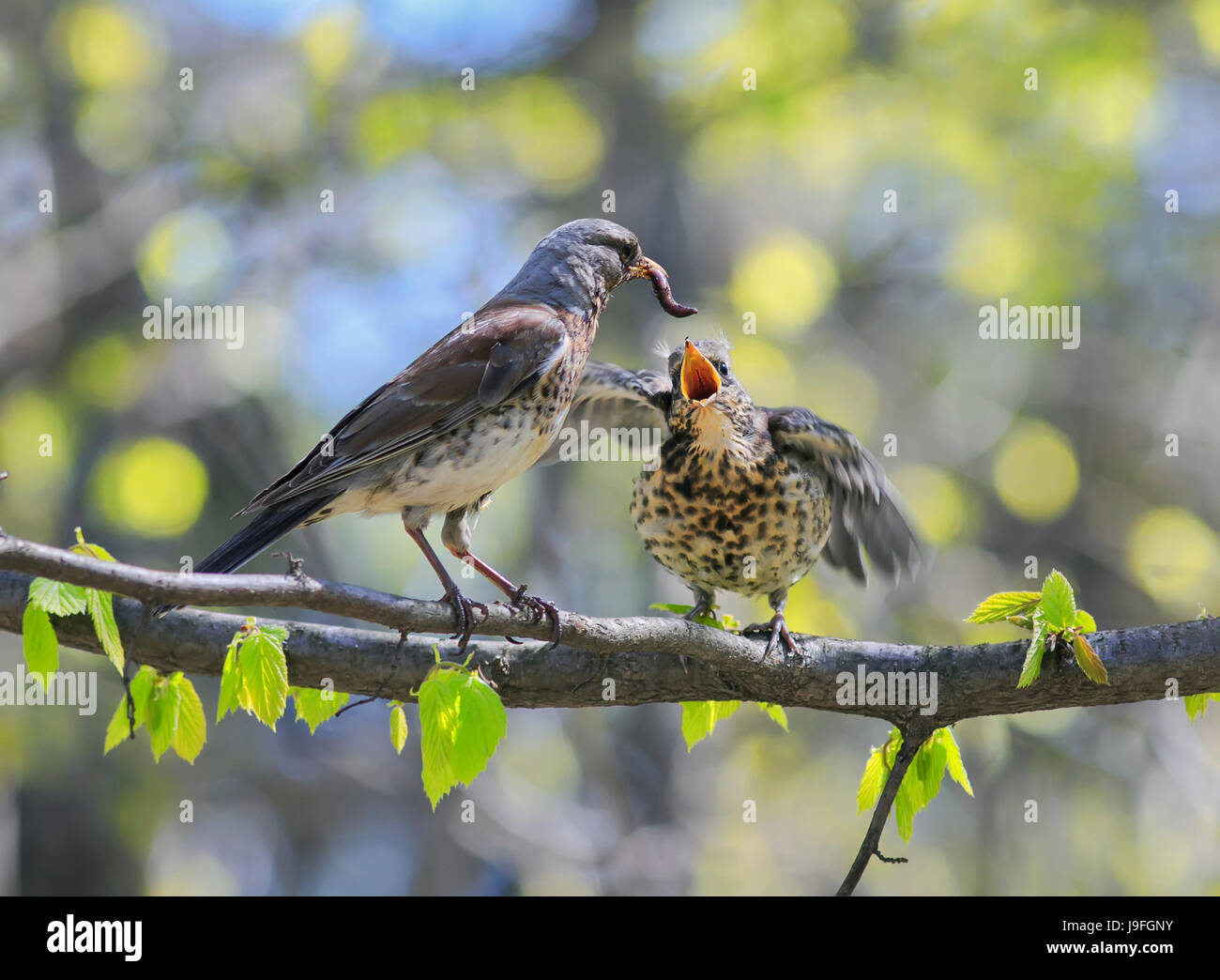 Spring bird worm hi-res stock photography and images - Alamy