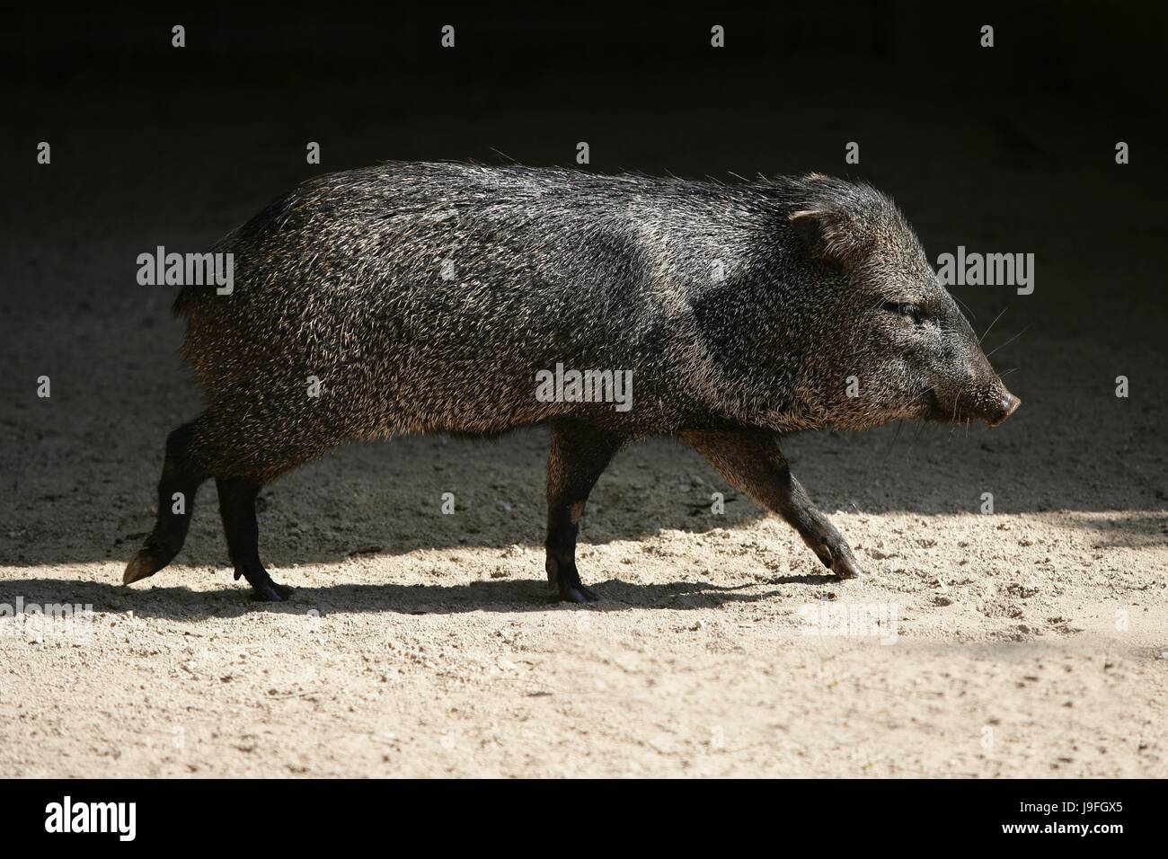 close, profile, walk, go, going, walking, isolated, closeup, animal ...