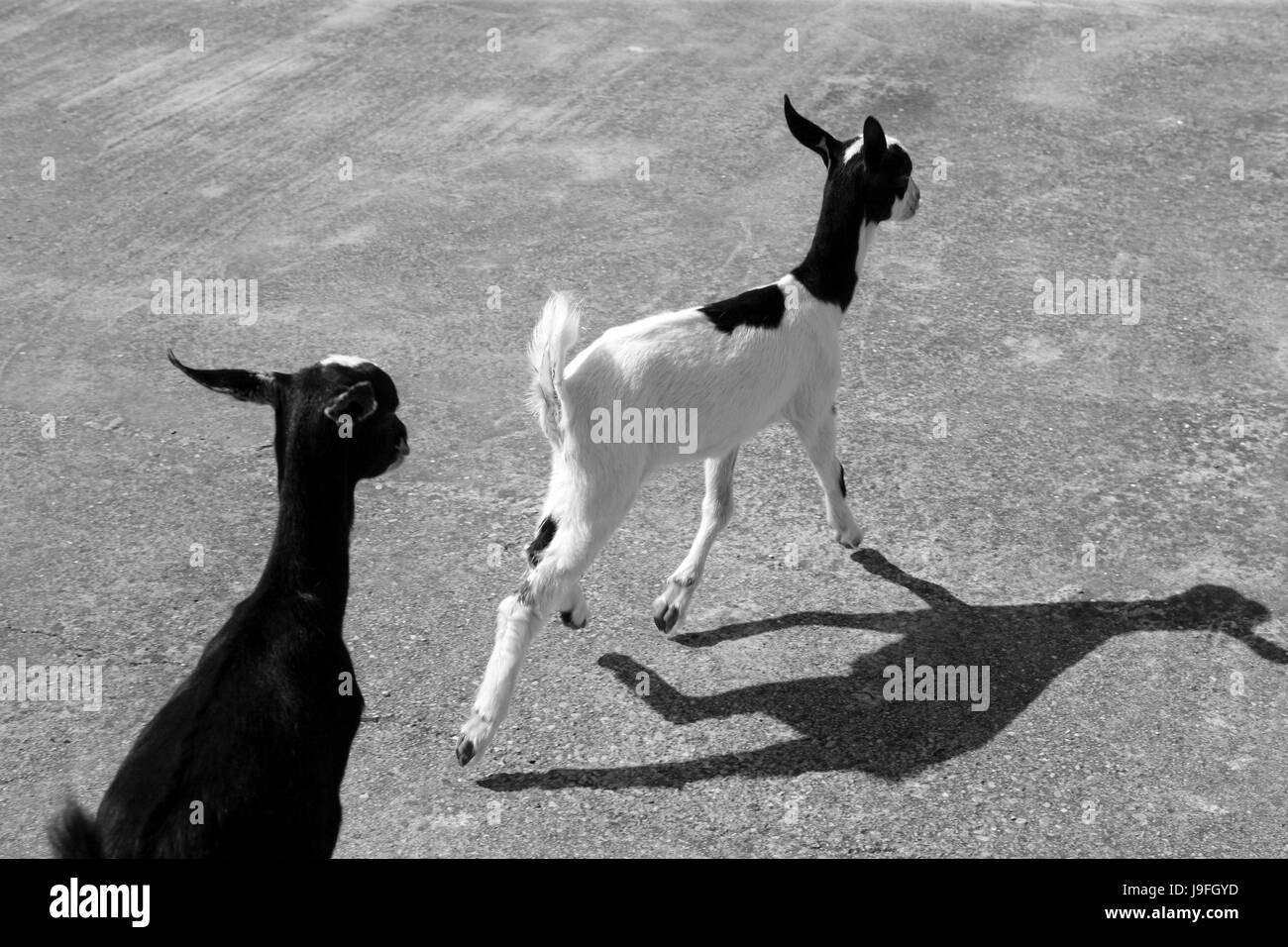 environment, enviroment, animal, pet, mammal, ground, soil, earth ...